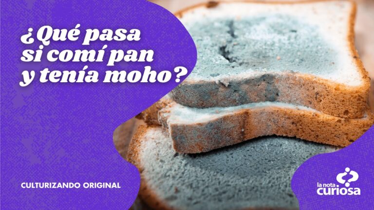 ¿Es Malo el Moho del Pan? Descubre los Riesgos y Cómo Evitarlos ...